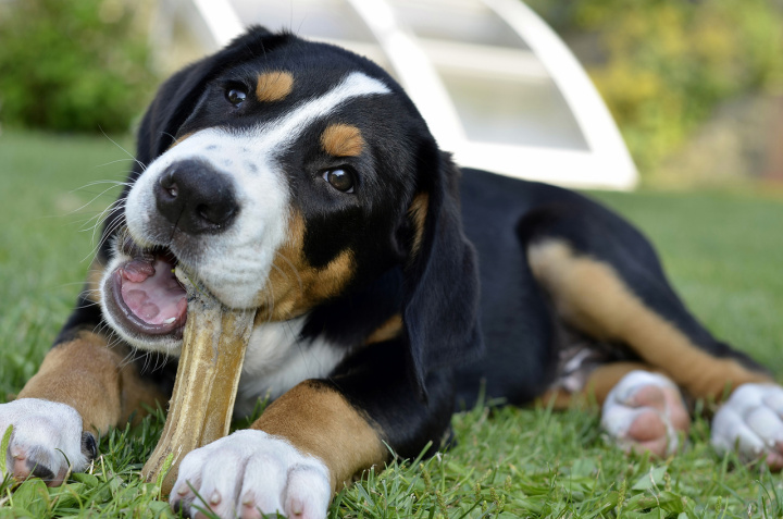 Why Dogs Bury Bones | Loving a Happy, Healthy Dog